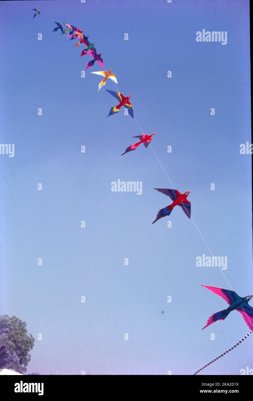 Kite Festival is celebrated since 1989 in the city of Ahmedabad as part ...