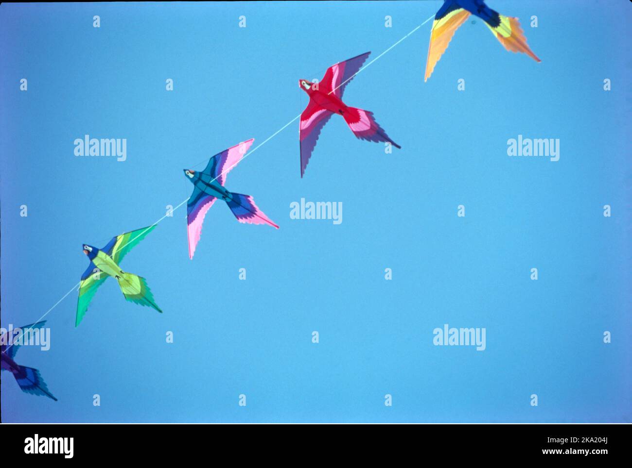 Kite Festival is celebrated since 1989 in the city of Ahmedabad as part ...