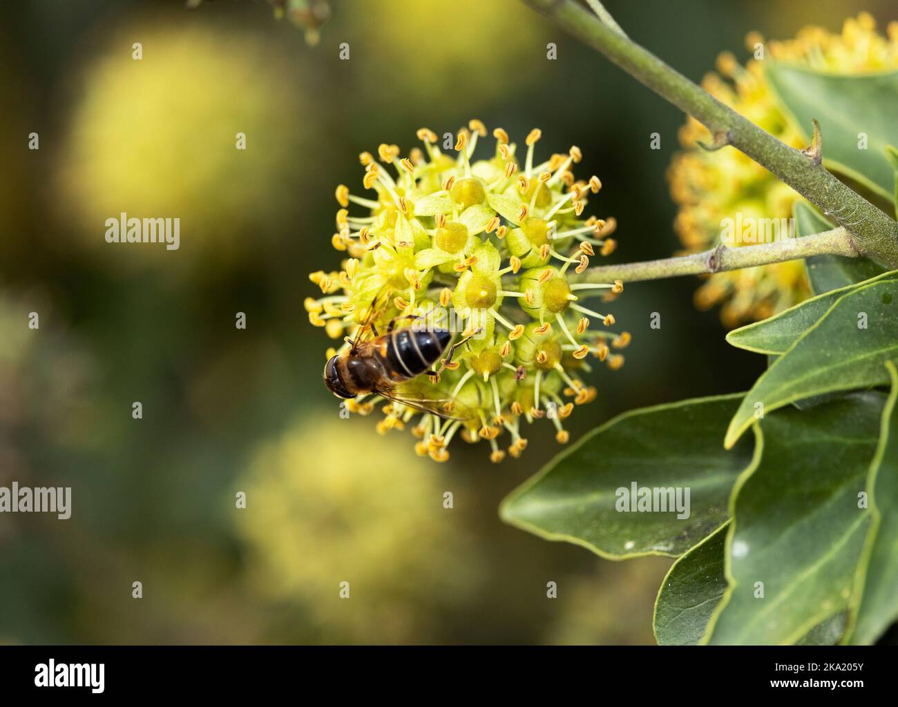 A common member of the family, the Drone-fly resembles a male honeybee ...
