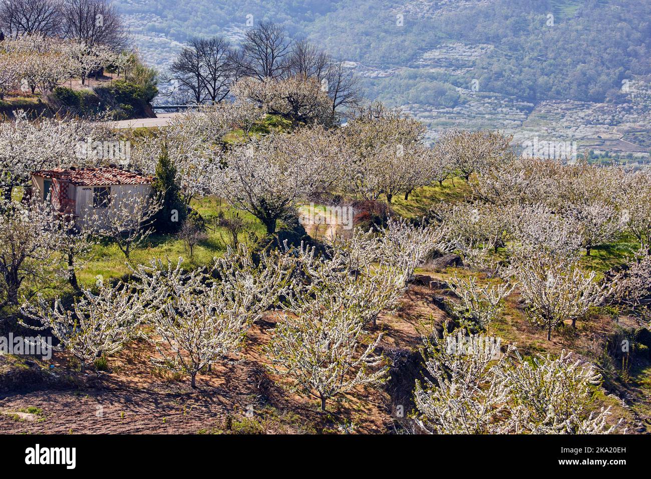 Cherry blossom spain hi-res stock photography and images - Alamy