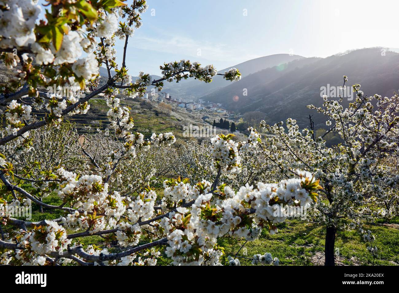 Spain cherry blossom hi-res stock photography and images - Alamy