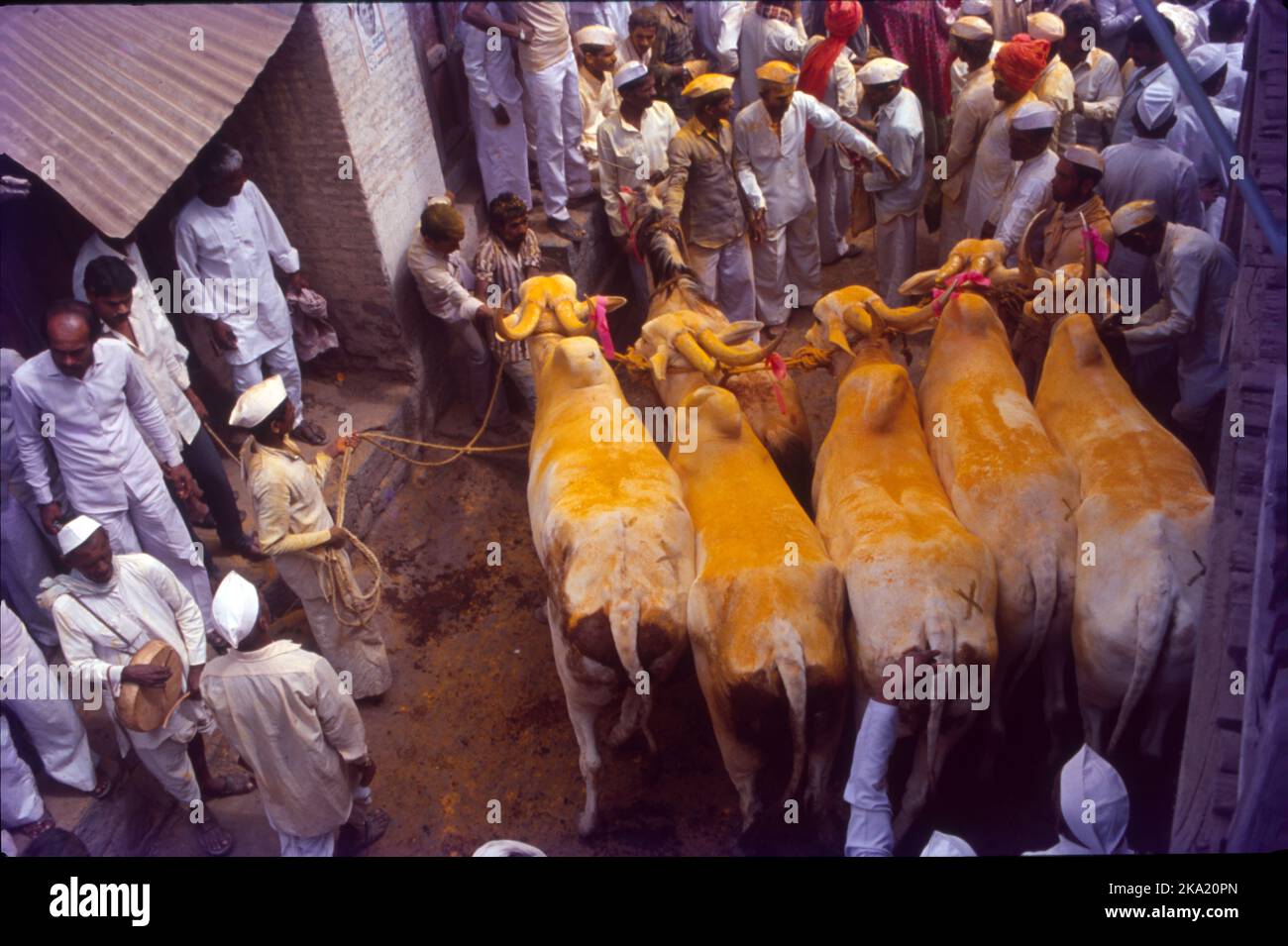 Bail Pola is a thanksgiving festival celebrated by farmers in ...