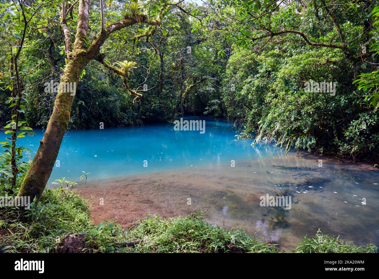 Blue water of Rio Celeste in Costa Rica Stock Photo - Alamy