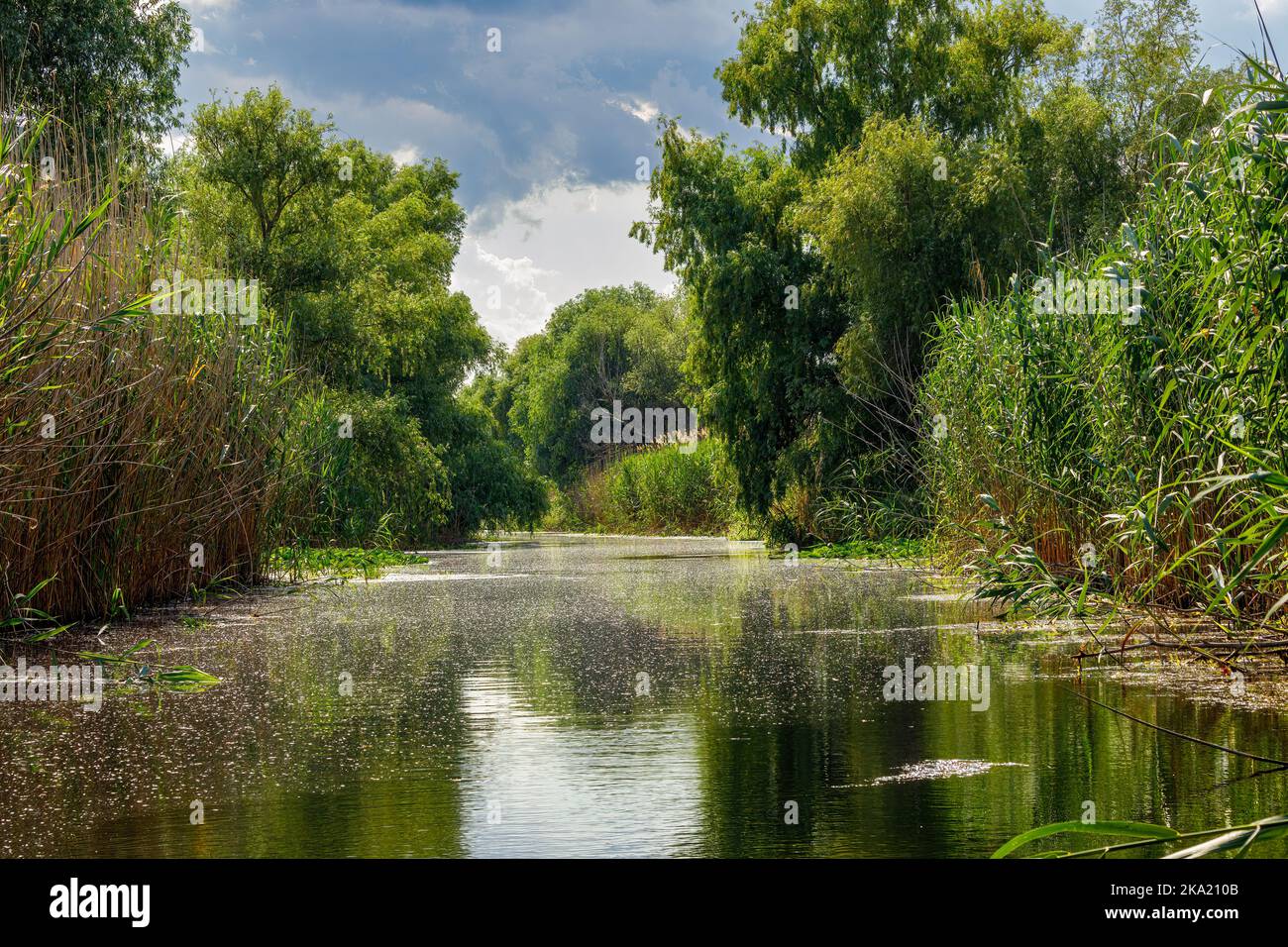 The swamps and wilderness of the Danube Delta in Romania Stock Photo ...