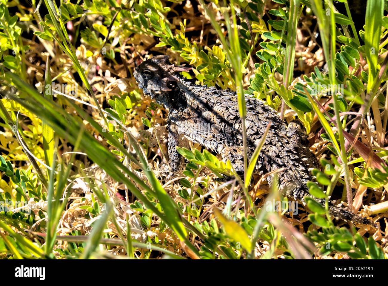 Desert horned lizard on the Pacific Crest Trail, Warner Springs ...