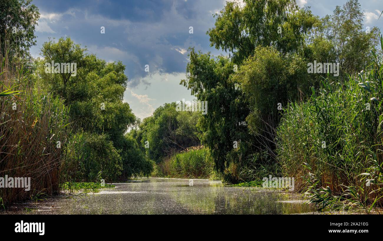 The swamps and wilderness of the Danube Delta in Romania Stock Photo ...