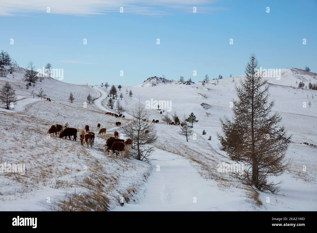 Siberian landscape in winter Stock Photo - Alamy