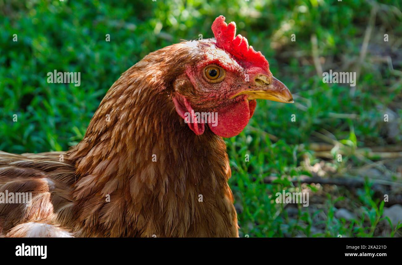 The brown hen chicken glancing and starting at a camera lens with ...
