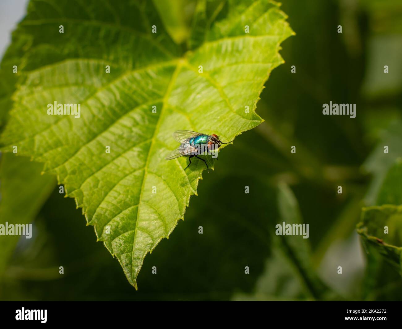 Common green shimmering fly sitting on a big leaf. The insect is ...