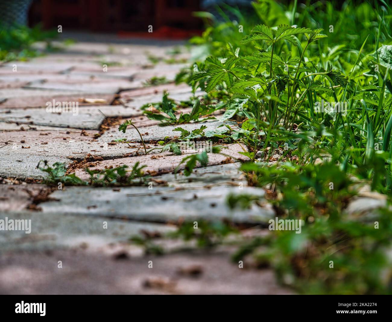 Sidewalk pathway with overgrown grass on it's sides Stock Photo - Alamy