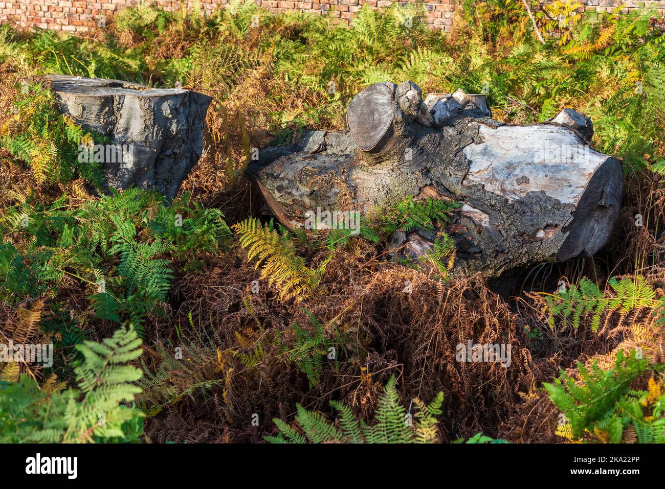 Tree stump felled tree hi-res stock photography and images - Alamy