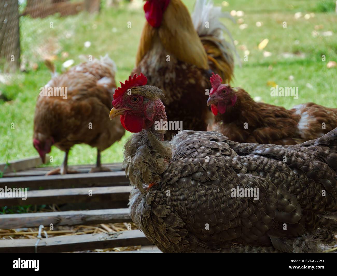 The grey hen chicken glancing and starting at a camera lens with ...