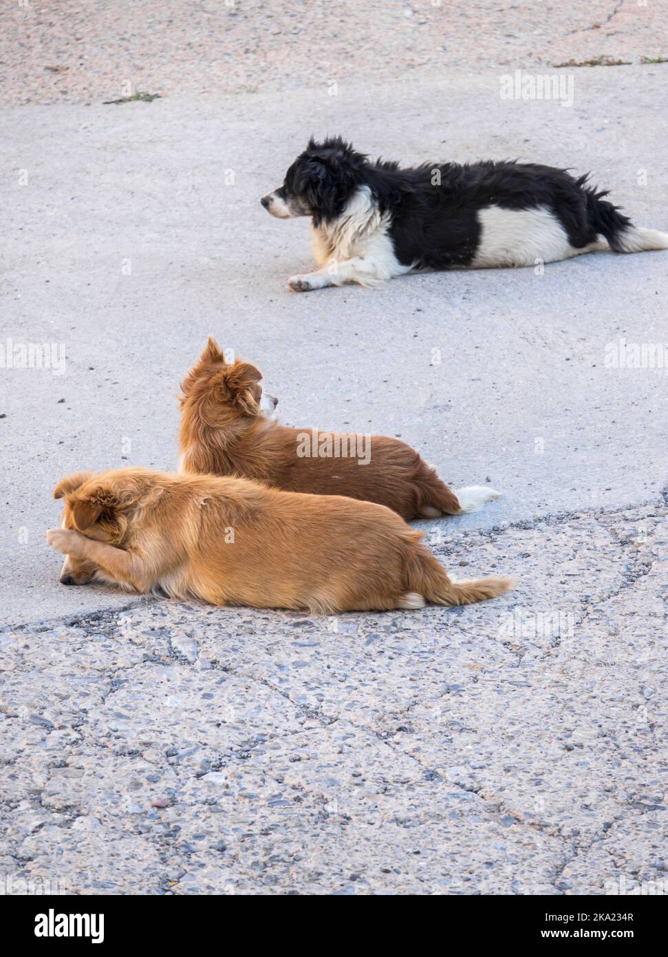 Abandoned stray homeless dog dogs hi-res stock photography and images ...