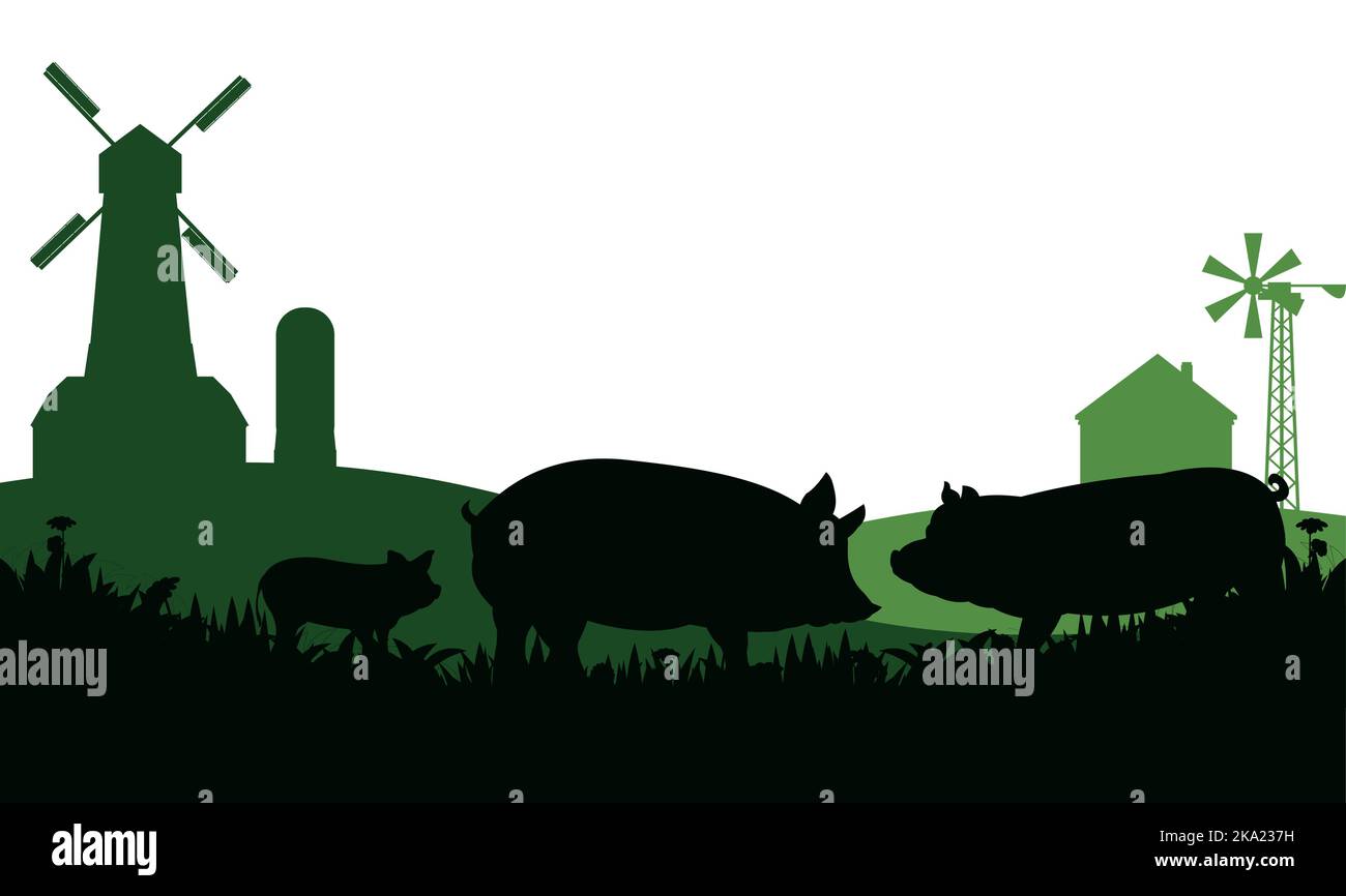 Pigs graze in pasture. Picture silhouette. Farm pets. Rural landscape ...