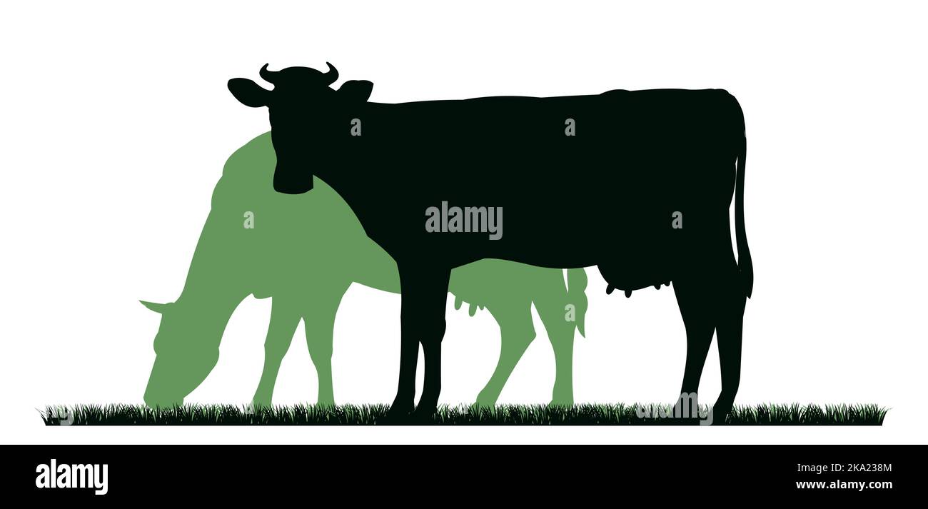 Cow grazing. Picture silhouette. Farm pets. Animals for milk and dairy ...