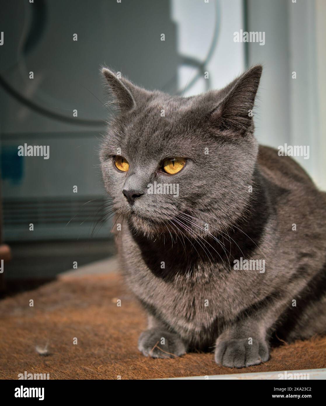 blue British shorthair cat Stock Photo - Alamy