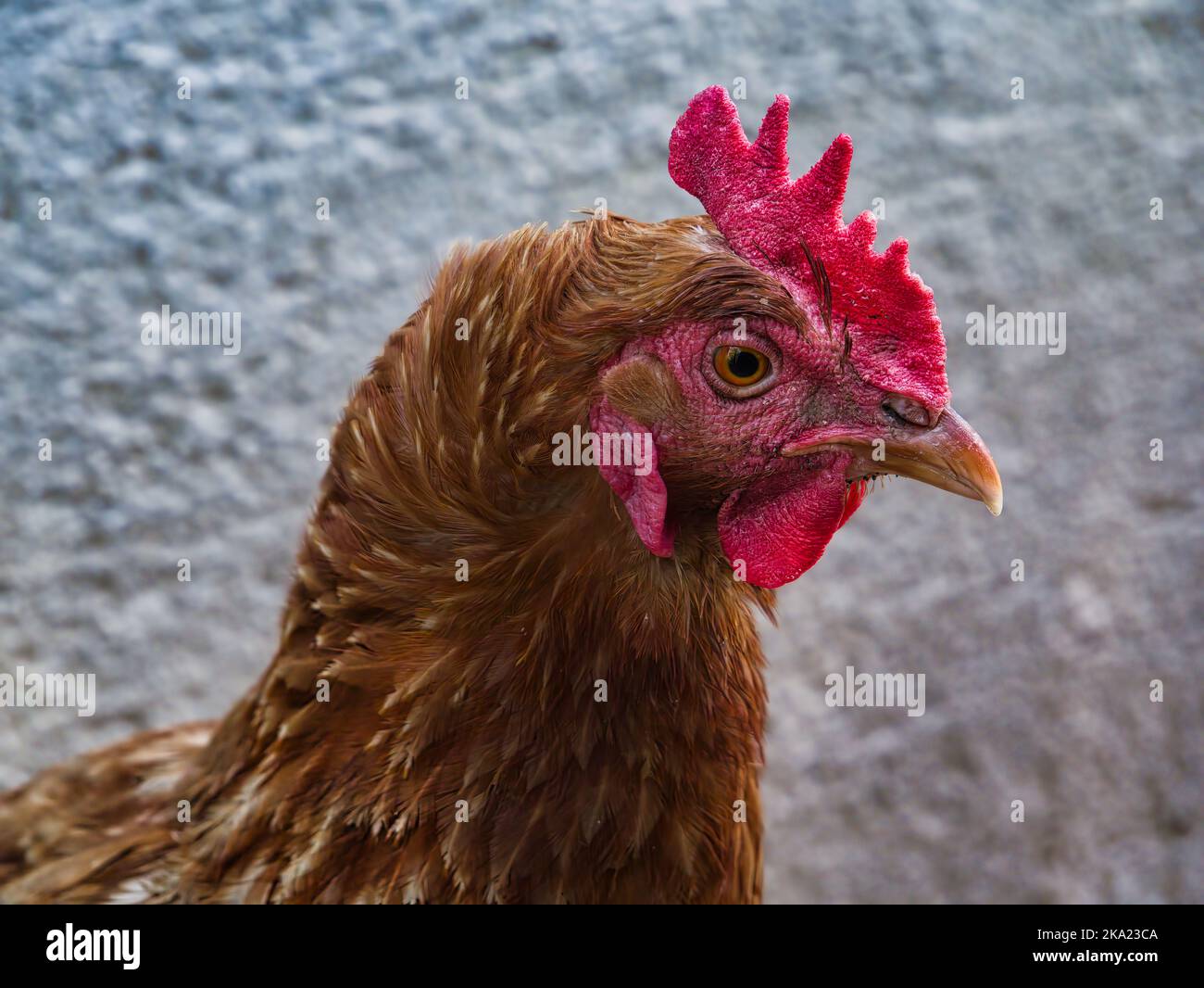The brown hen chicken glancing and starting at a camera lens with ...