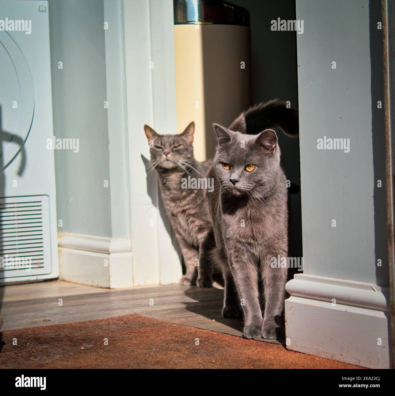 blue British shorthair cat Stock Photo - Alamy