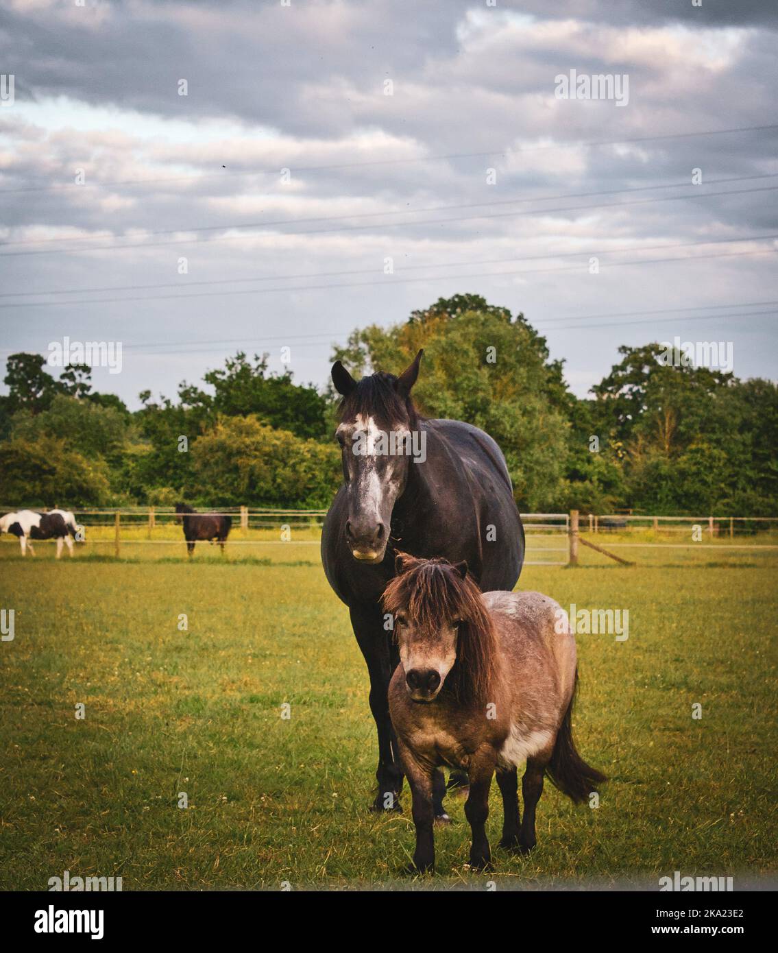 horses in field Stock Photo - Alamy