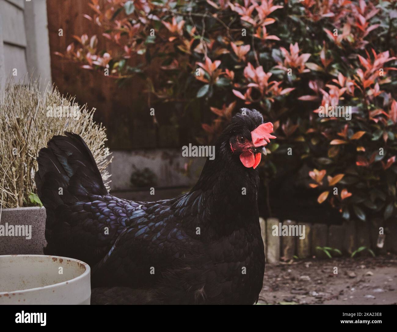 chicken in garden Stock Photo - Alamy