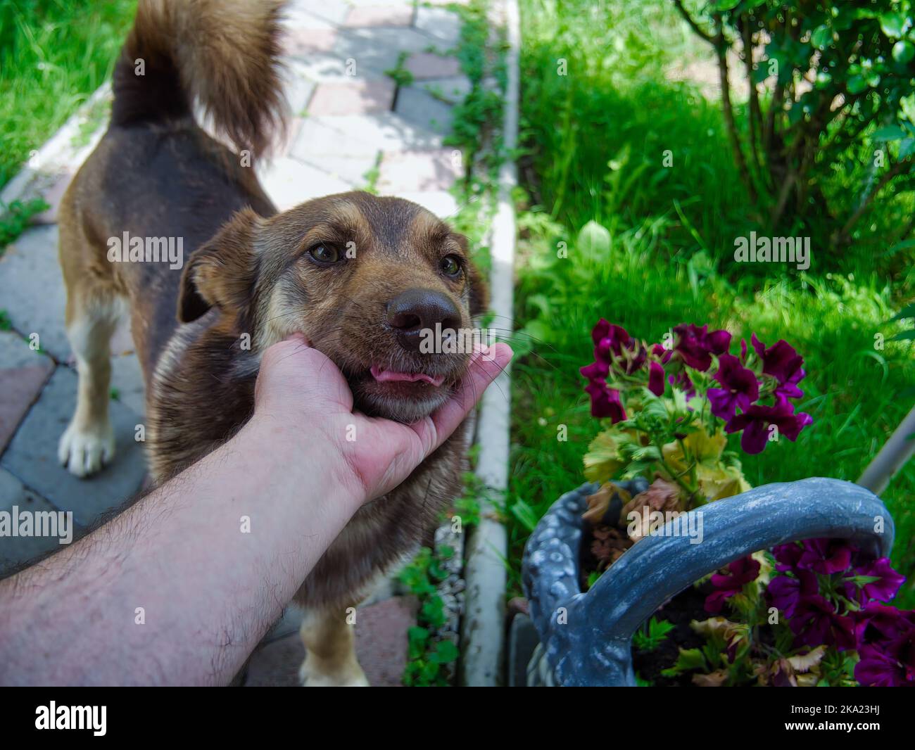 Little dog puppy cuddling with owner hand and showing tongue Stock ...
