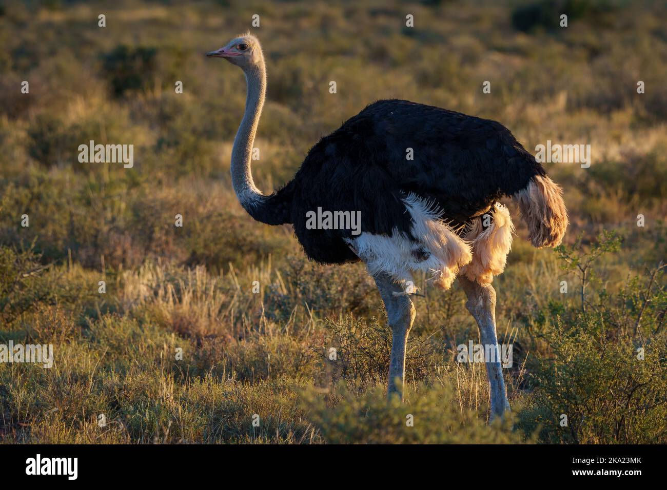 Ostrich (struthio camelus) male in typical habitat. Karoo National Park ...