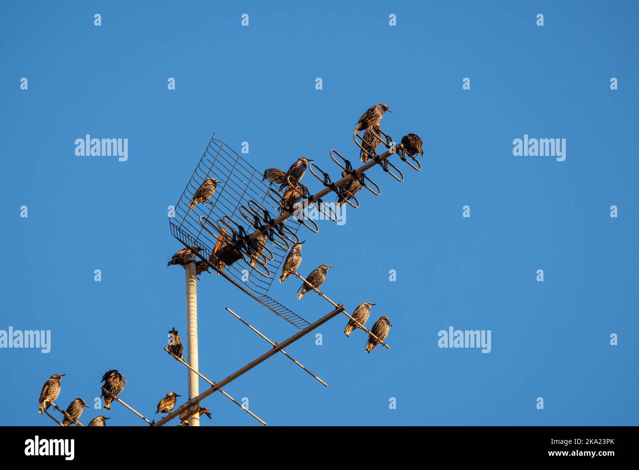 Starling bird rest off migration travel, at an urban environment ...