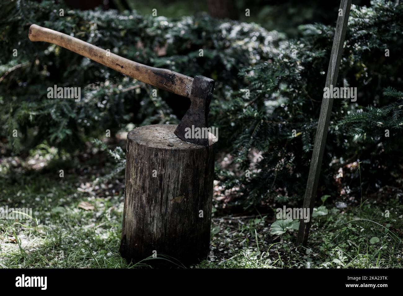 axe with a wooden handle is stuck into a wooden stump. Axes in the ...