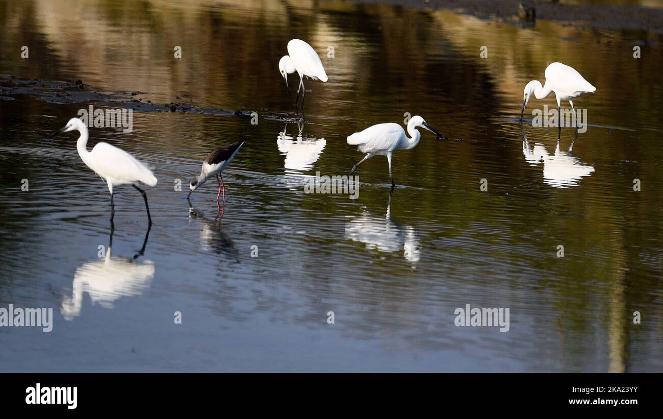 Hepu, China's Guangxi Zhuang Autonomous Region. 23rd Oct, 2022. Birds ...