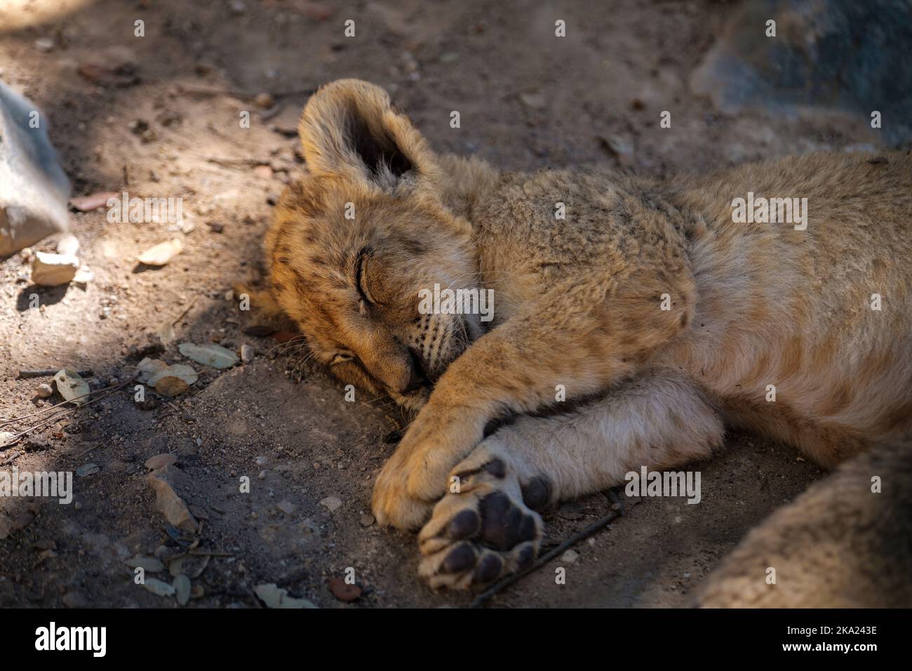 lion cub, baby feline mammal resting sleeping Stock Photo - Alamy
