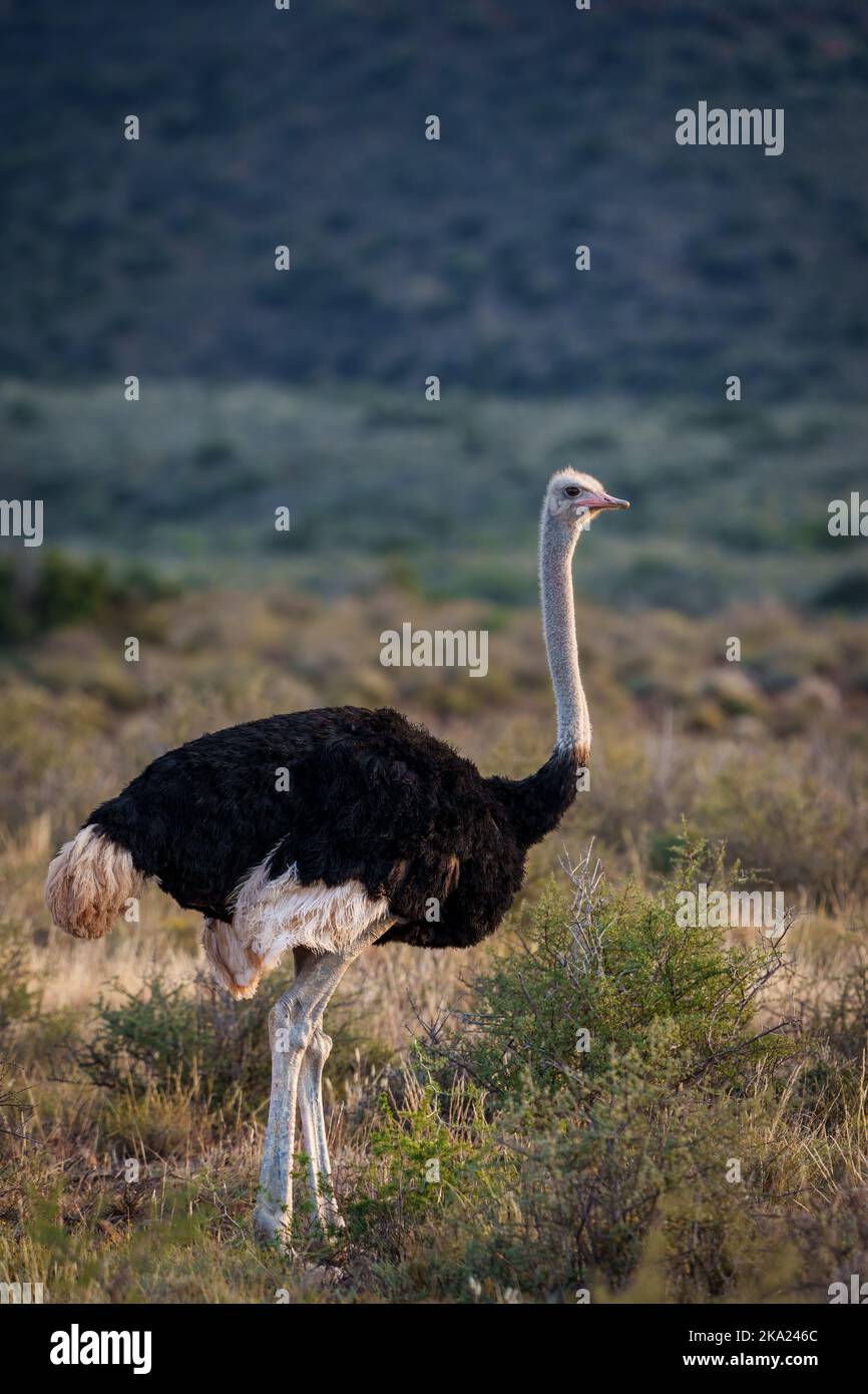 Ostrich (struthio camelus) male in typical habitat. Karoo National Park ...