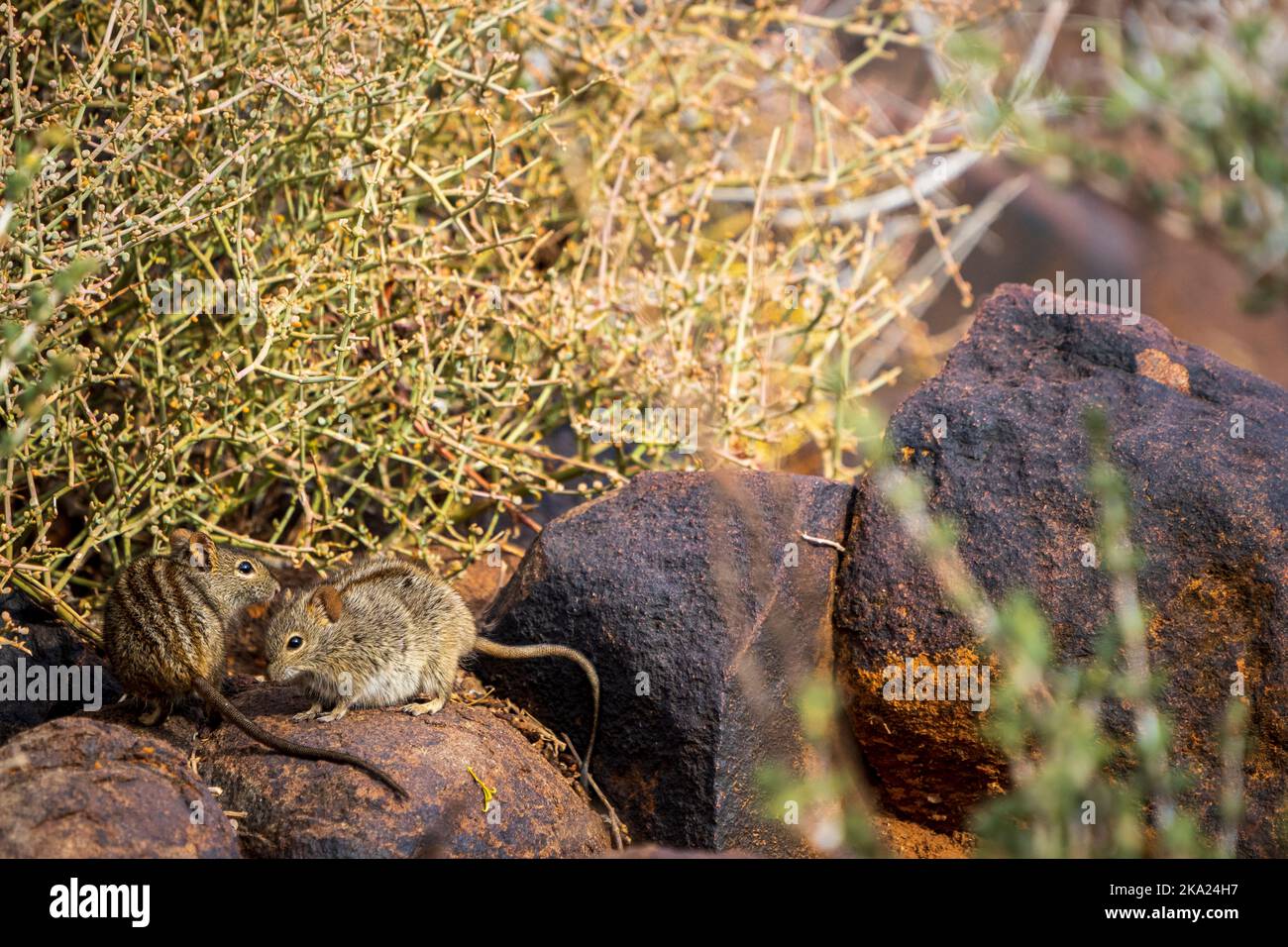 Four-striped grass mouse or four-striped grass rat (Rhabdomys pumilio ...