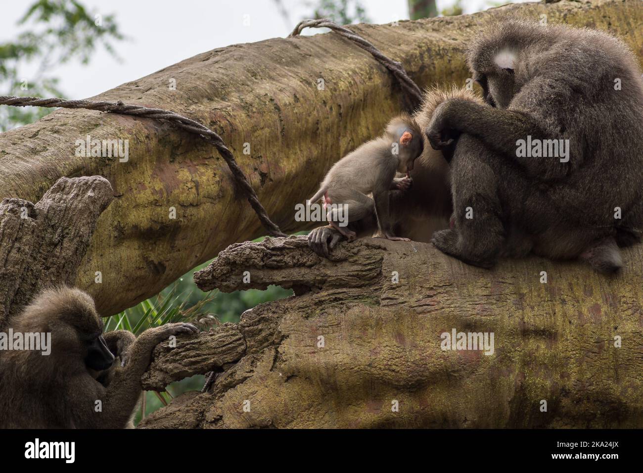 Drill family of baboons mandrel preening another, Dril Mandrillus ...