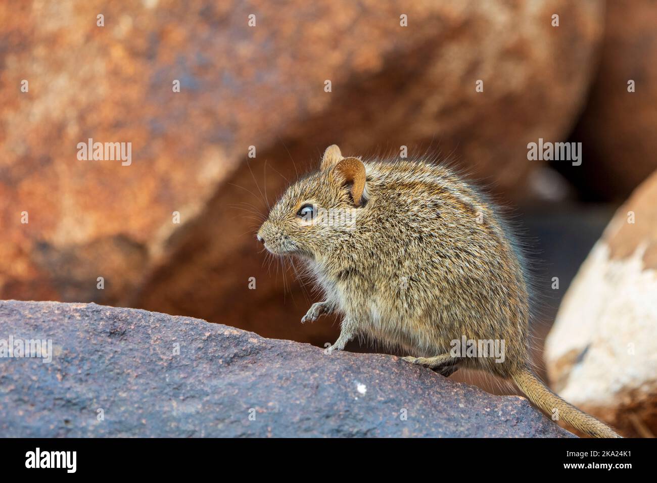 Four-striped grass mouse or four-striped grass rat (Rhabdomys pumilio ...