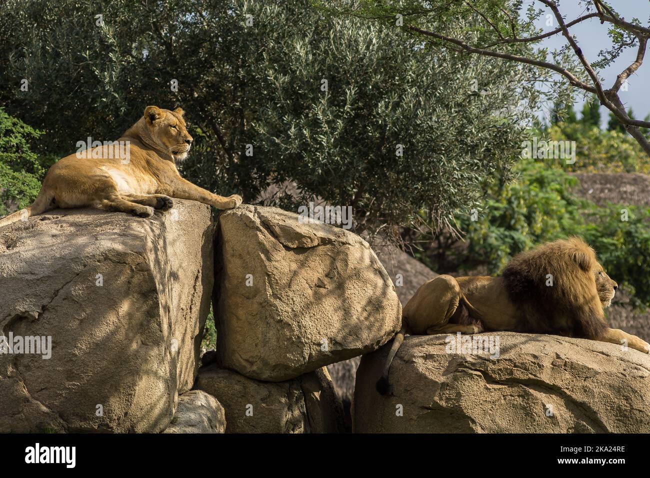 Male Lion old specimens with abundant mane, and Female lioness Sitting ...