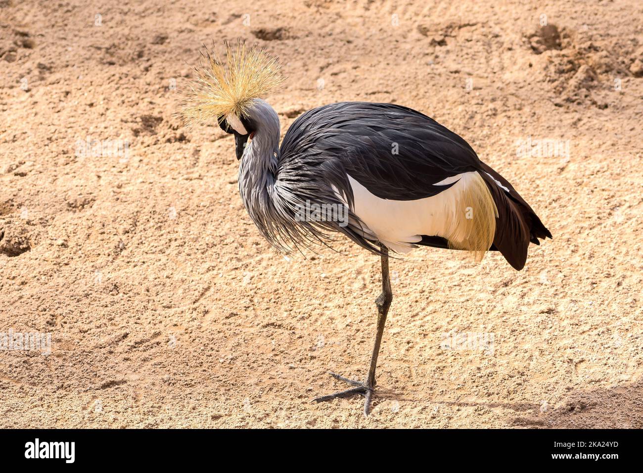 Grey Crowned Crane, Crane crowned gray neck, Balearica regulorum ...