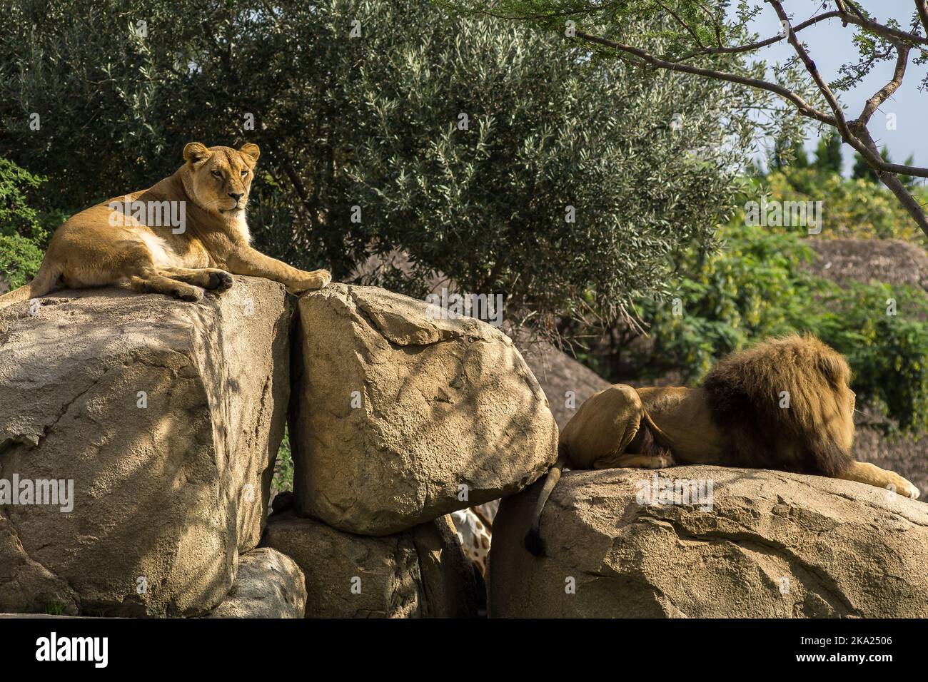 Male Lion old specimens with abundant mane, and Female lioness Sitting ...