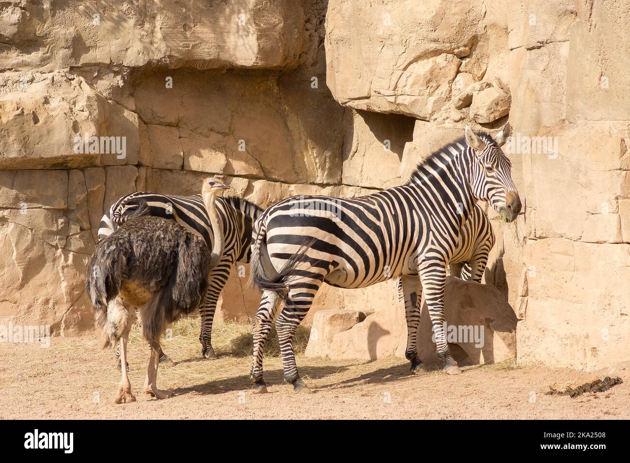 Zebra and ostrich, group of animals of the African savanna Stock Photo ...