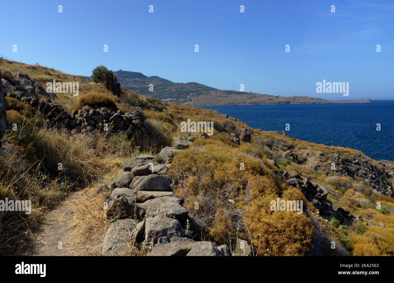 Ampelia hi-res stock photography and images - Alamy