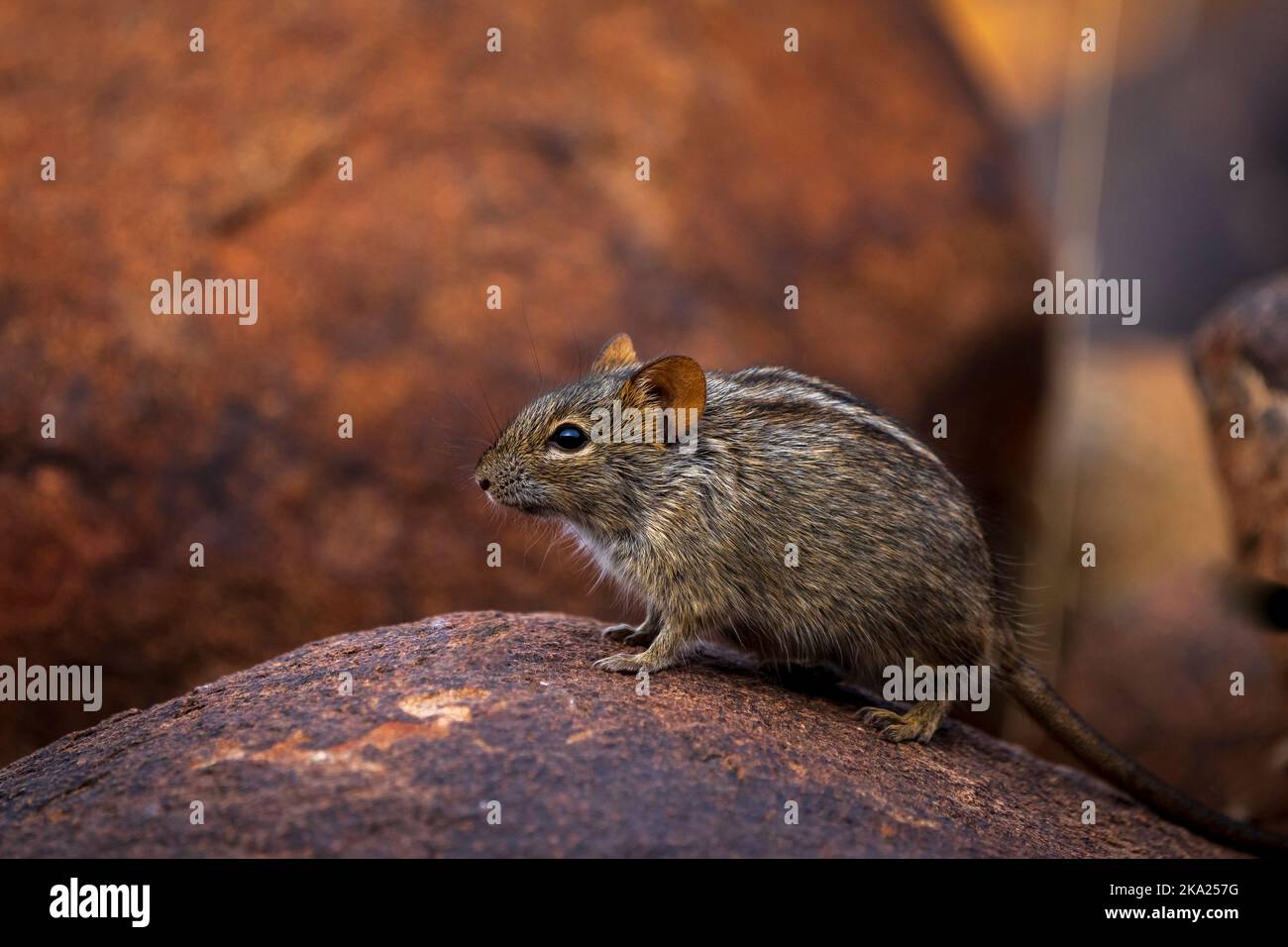 Four-striped grass mouse or four-striped grass rat (Rhabdomys pumilio ...