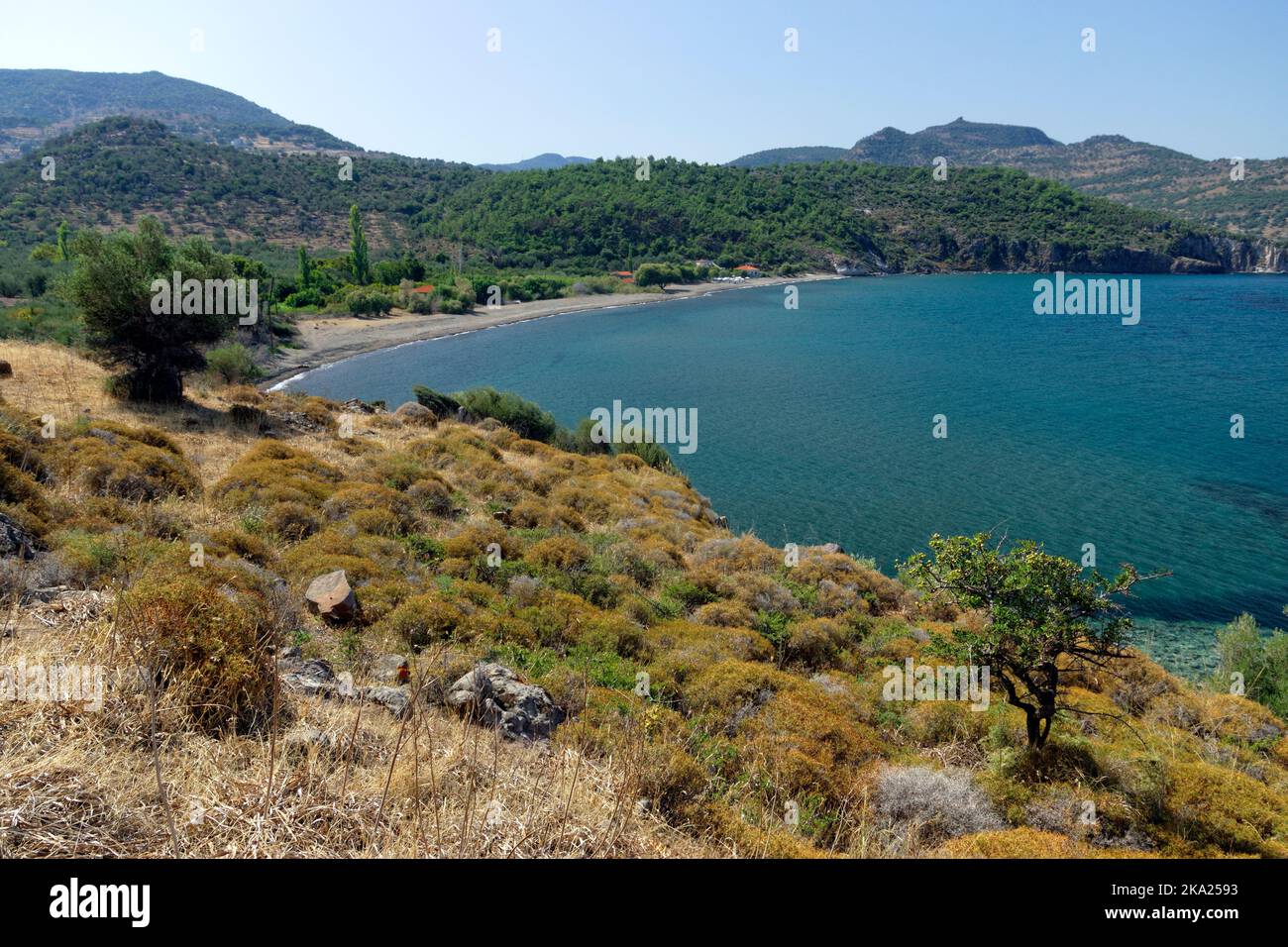 Ampelia hi-res stock photography and images - Alamy