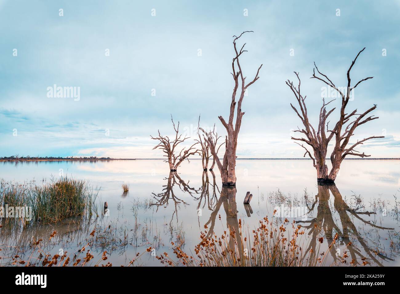 Lake Bonney dead trees growing out of the water at dusk, South ...
