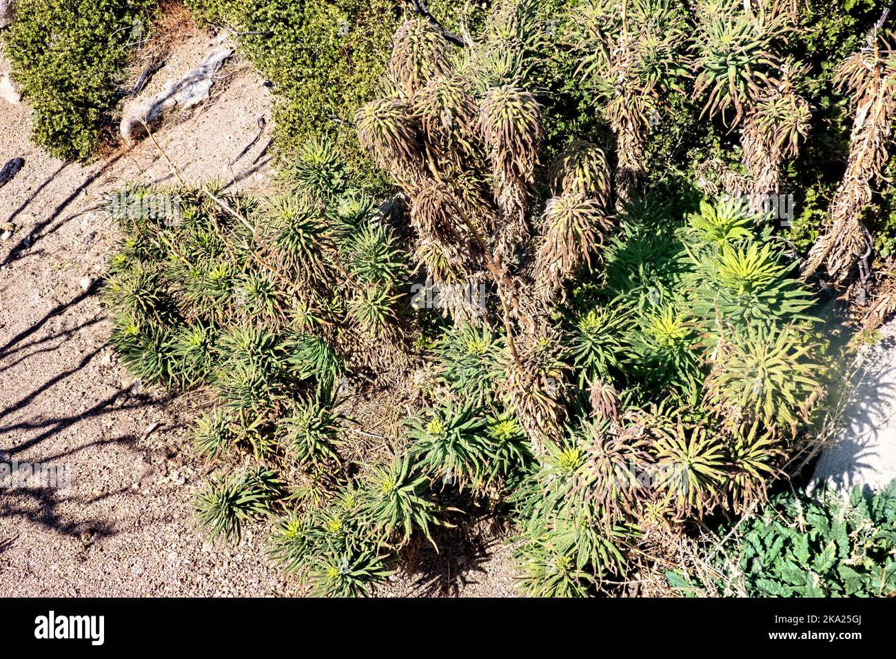 Poodle springs hi-res stock photography and images - Alamy