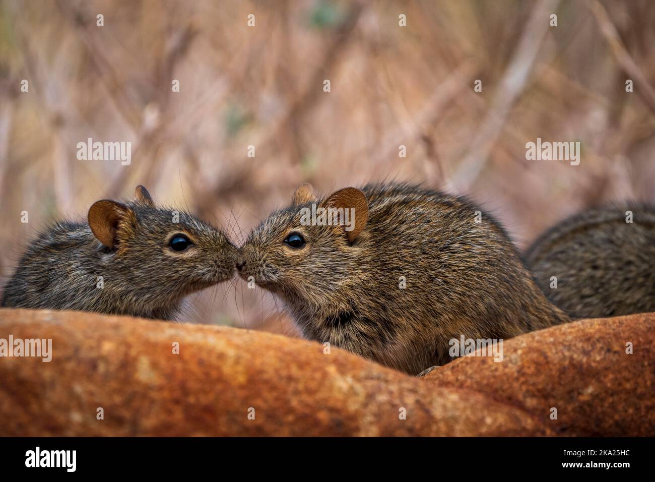 Four-striped grass mouse or four-striped grass rat (Rhabdomys pumilio ...