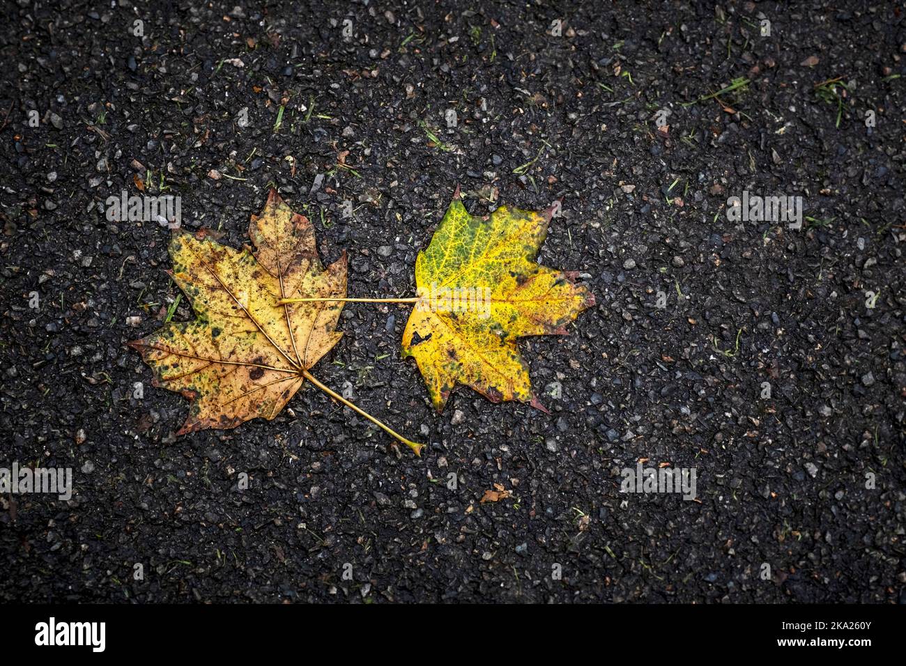 Vibrant rich colour of dead Acer Maple leaf leaves lying on the ground ...