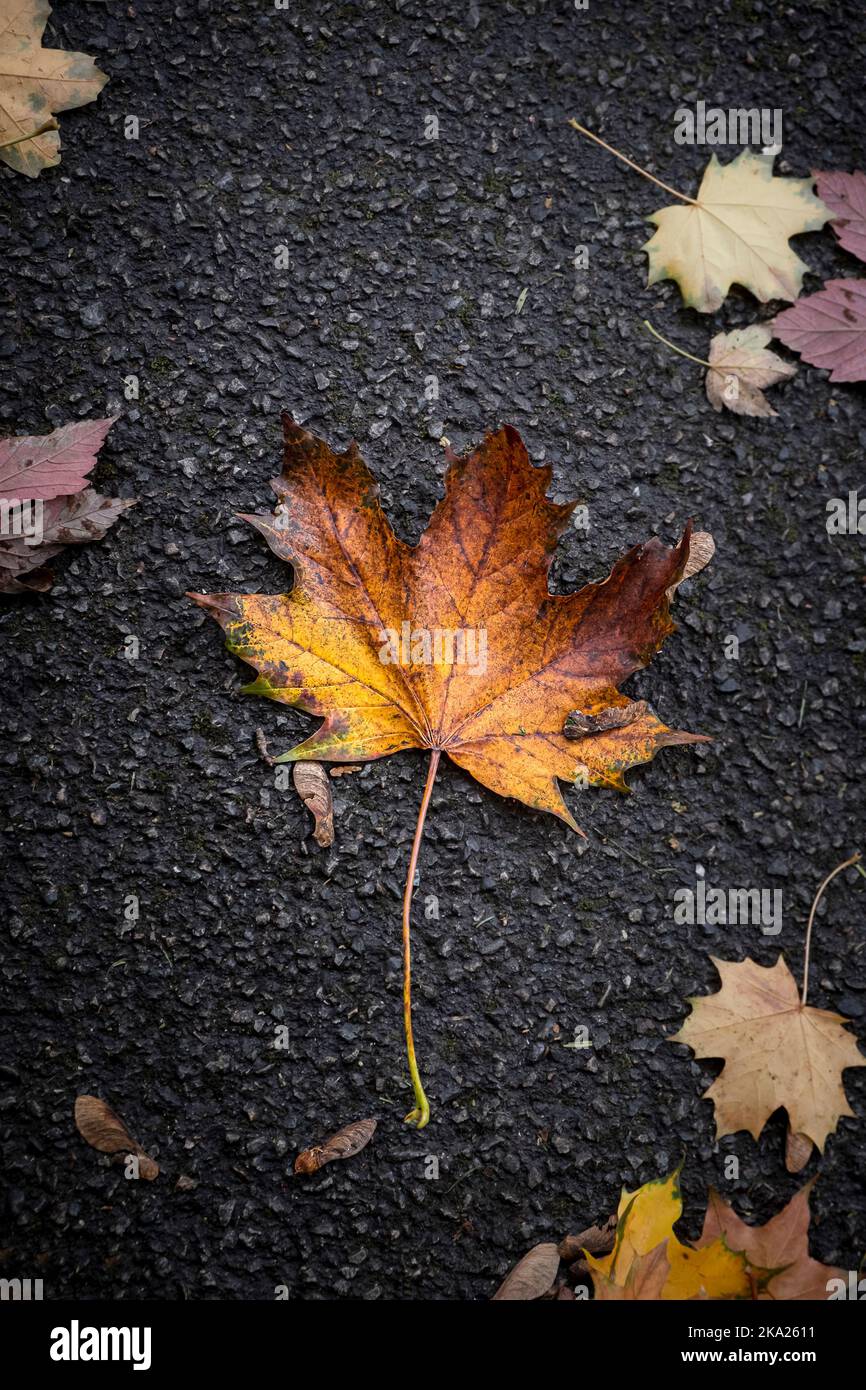 The vibrant colour of a dead Maple Tree leaf Acer campestre fallen on a ...