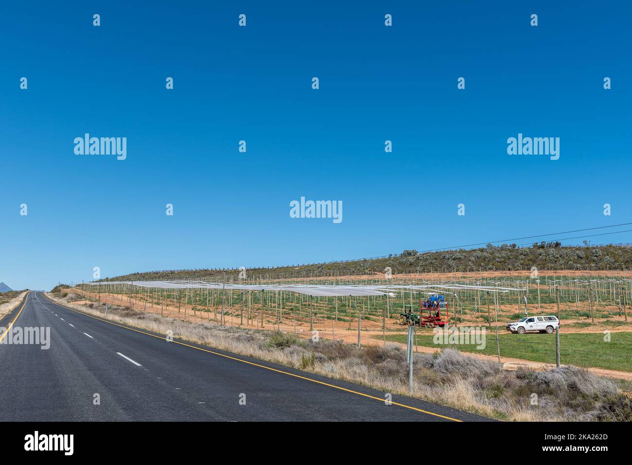 KOUE BOKKEVELD, SOUTH AFRICA - SEP 9, 2022: Farm workers covering ...