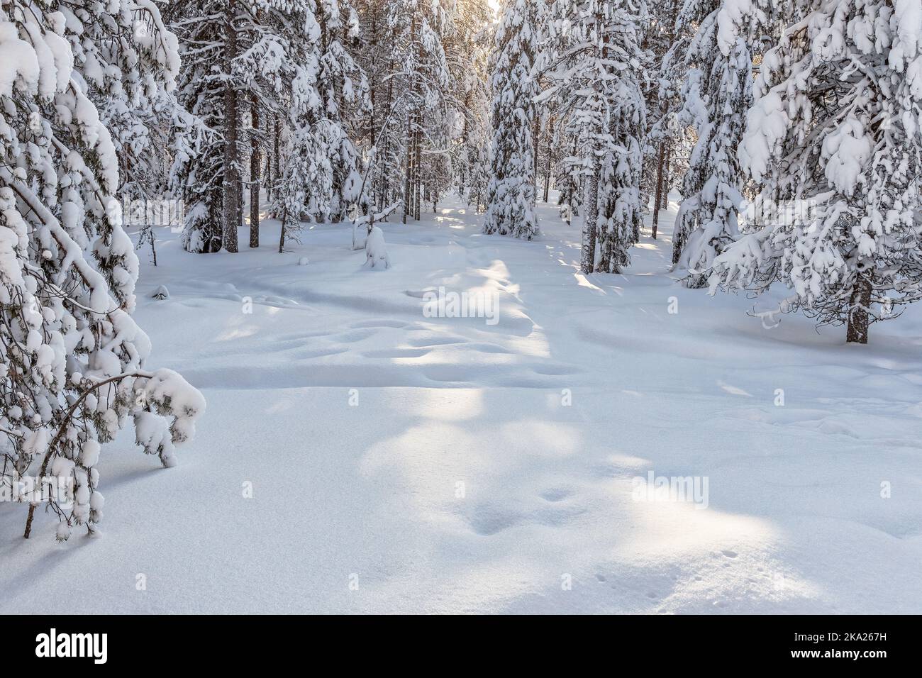 Beautiful winter forest, fir trees covered with snow. Ounasvaara ...