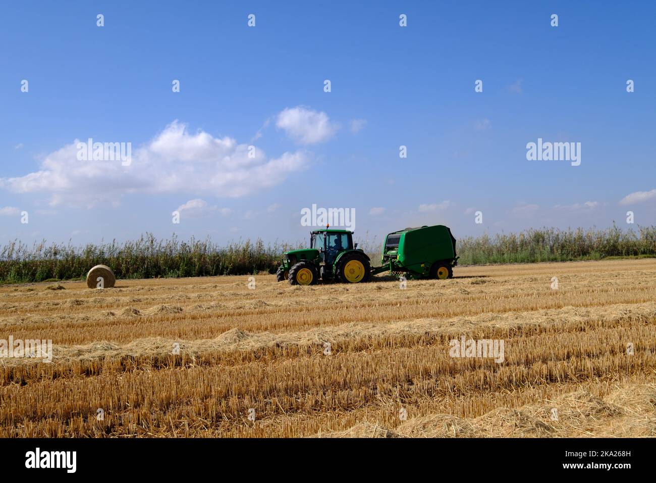 making bales tractor working in rice harvest season valencia spain ...
