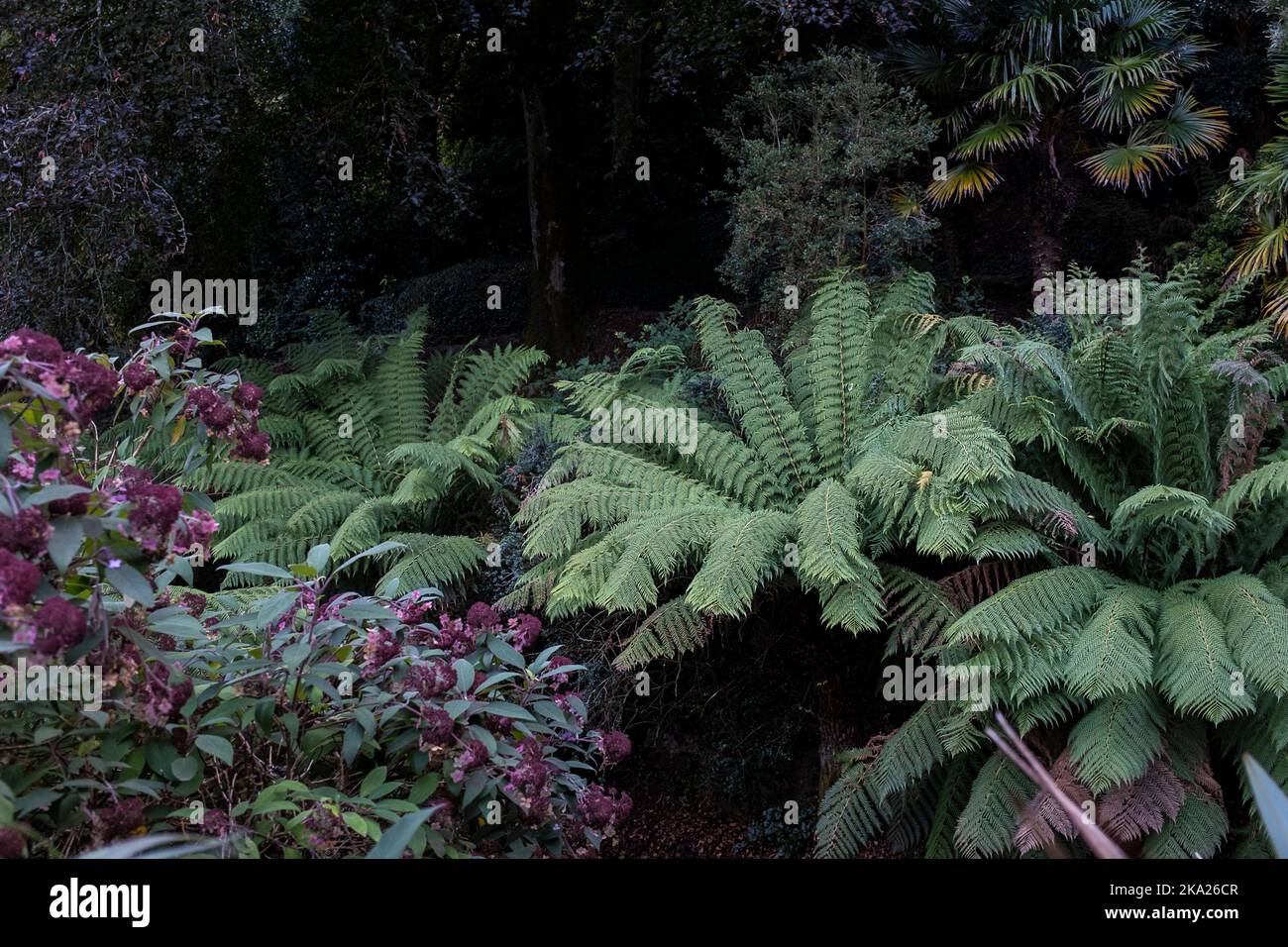 The fronds of an Antarctica dicksonia tree growing in Trebah Garden in ...